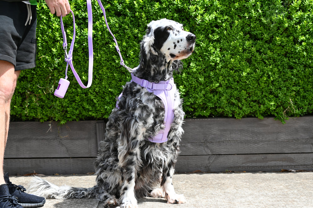 KAYNINE | Premium Dog Walking Products – Kaynine